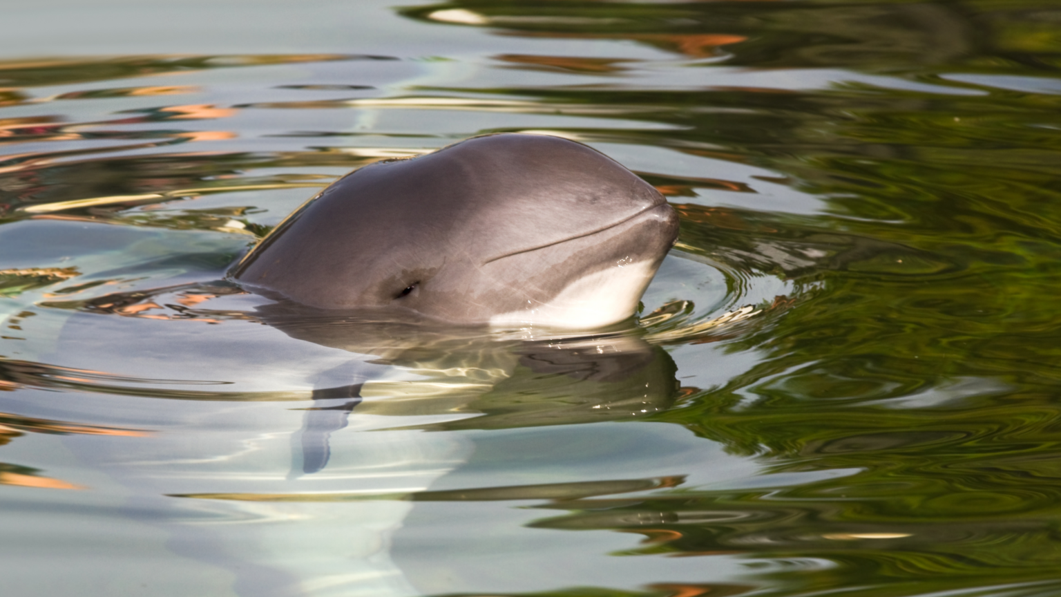 What’s the Difference Between Dolphins and Porpoises?