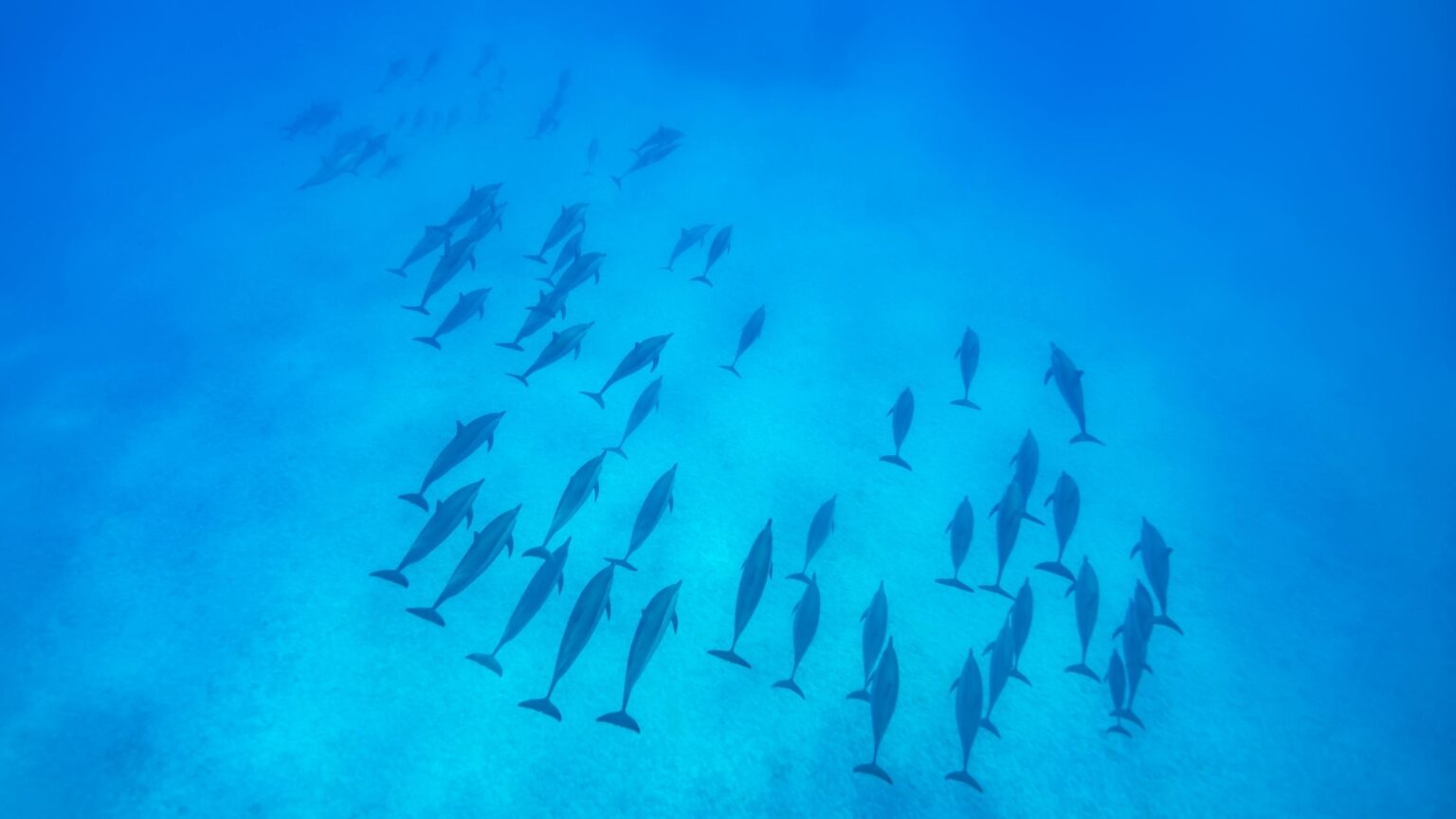 Dolphin Fun Facts: 5 Amazing Insights About Dolphins